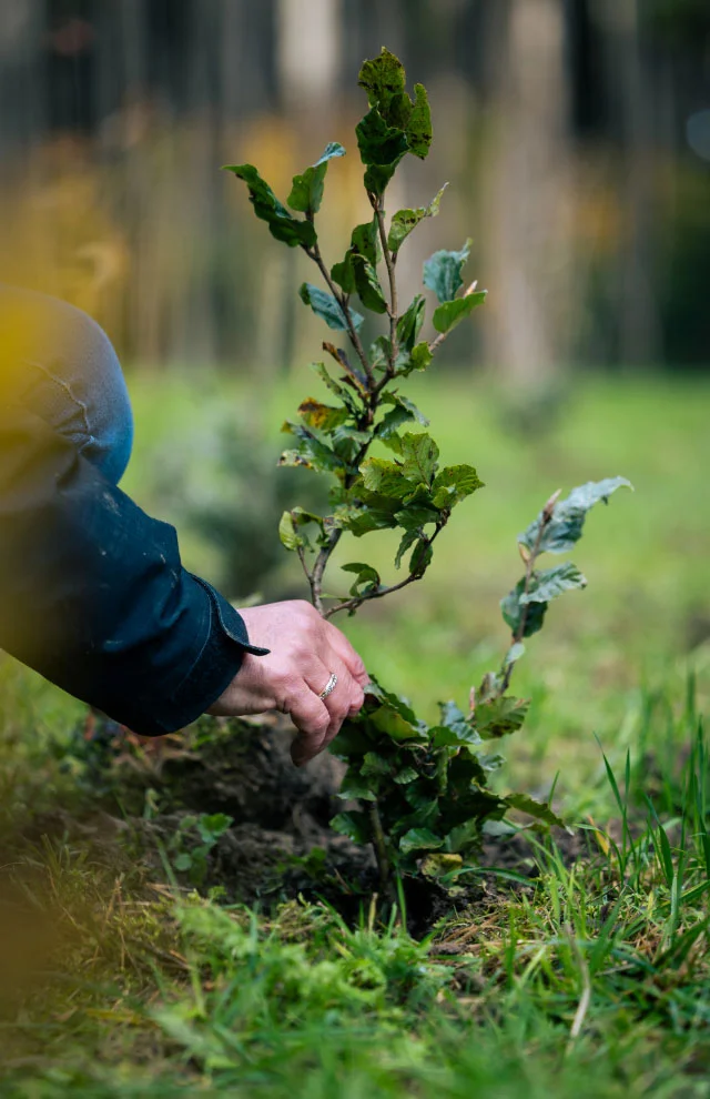 Sustainability with PLANT-MY-TREE
